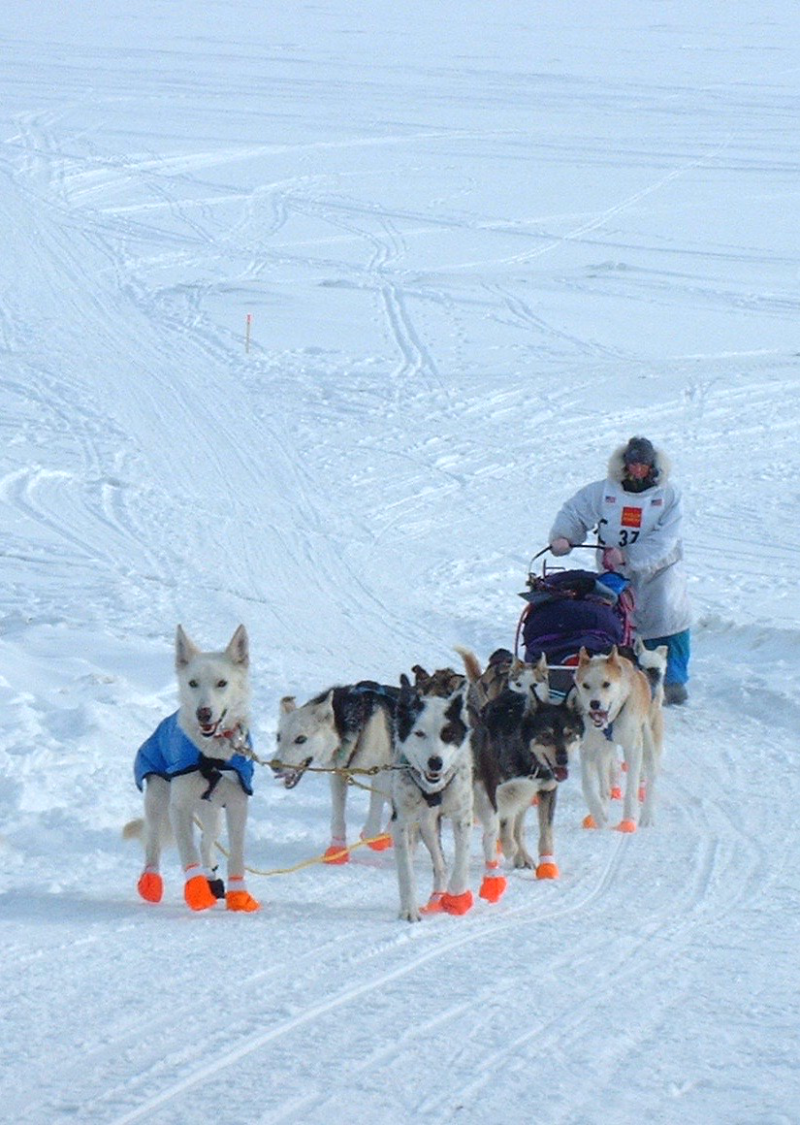 Mush! A Sled Dog and Her Human are Coming to the Library - New Carlisle